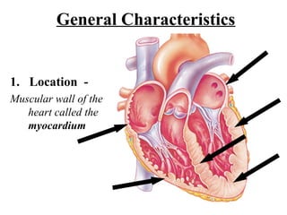 Myocardium Location