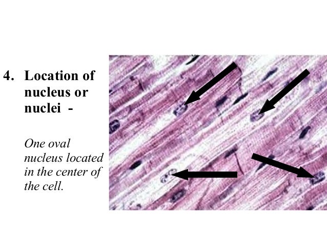 3. cardiac muscle tissue