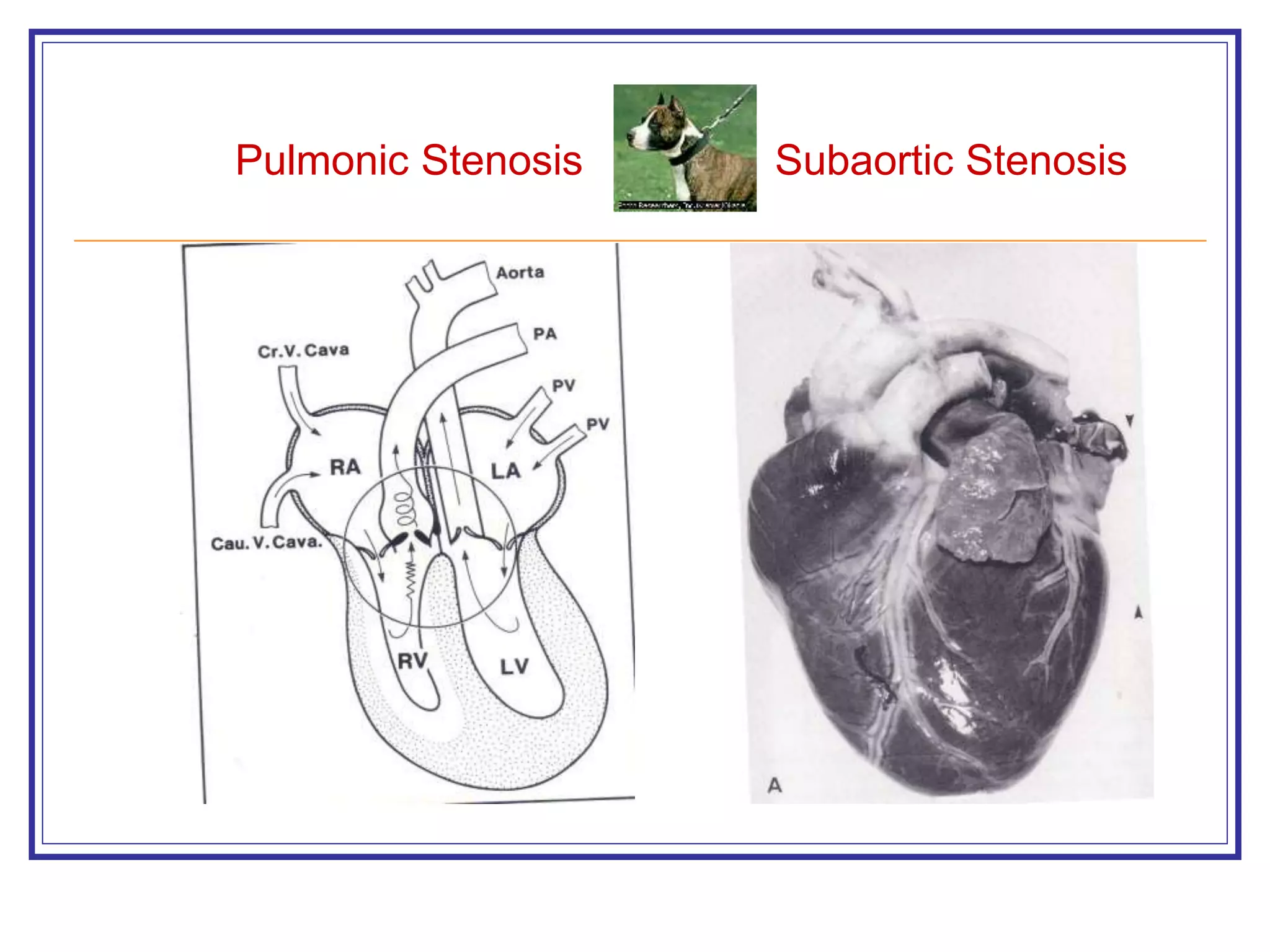 Veterinary Pathology of cardiovascular system | PPT