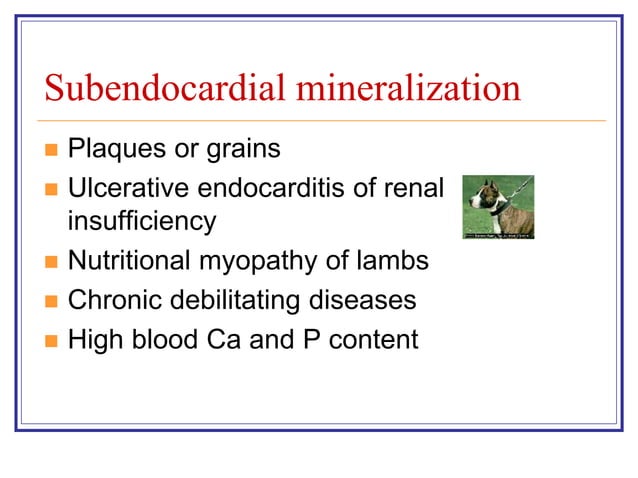 Veterinary Pathology of cardiovascular system | PPT | Heart and ...