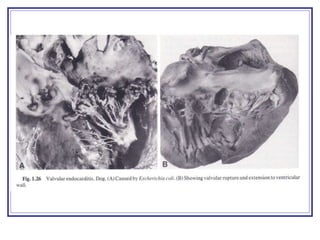 Veterinary Pathology of cardiovascular system | PPT