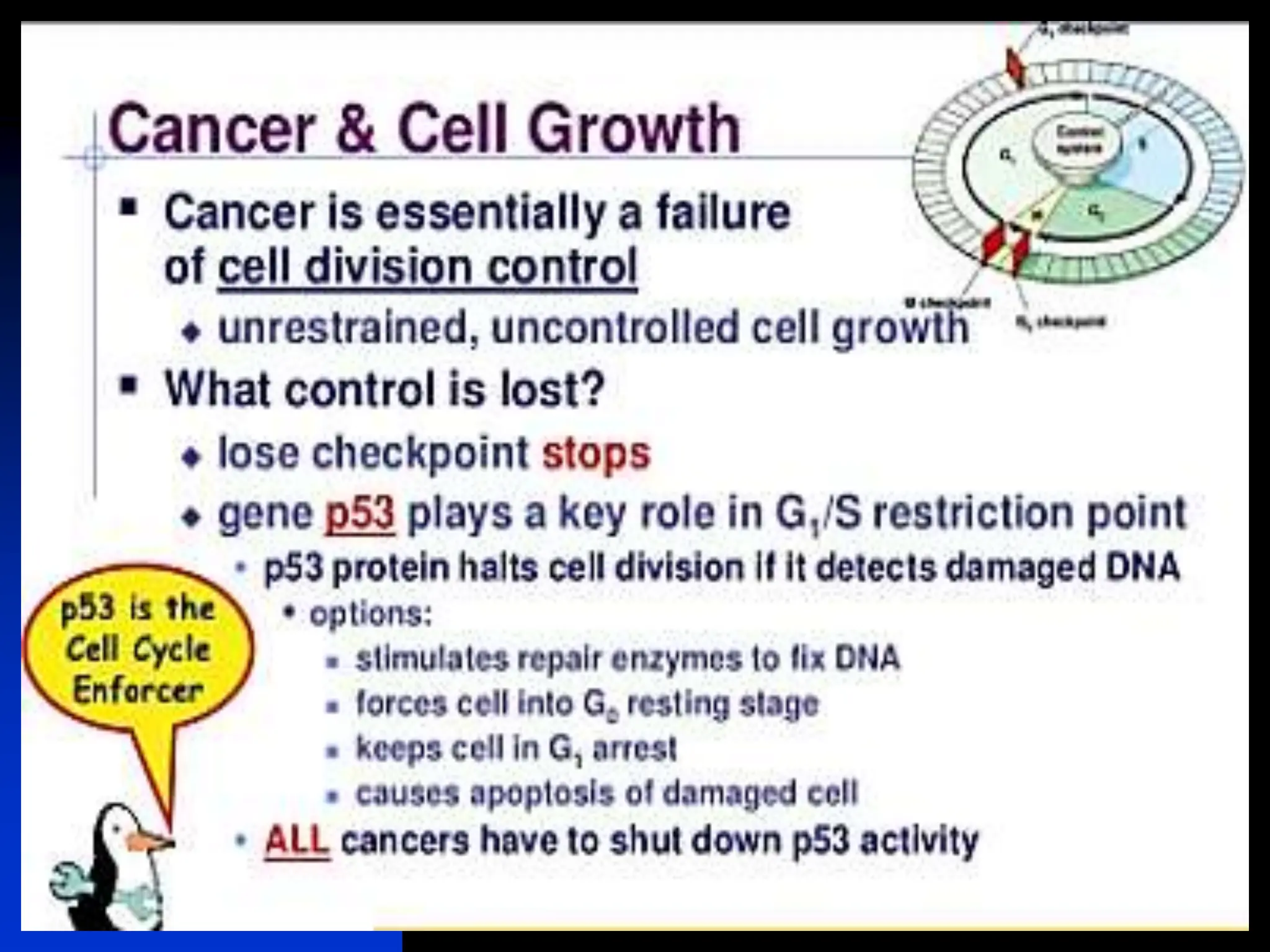 3-Cell-Cycle-Mitosis-and-Meiosis.ppt