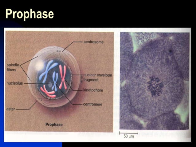 3-Cell-Cycle-Mitosis-and-Meiosis.ppt