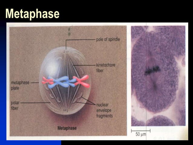 3-Cell-Cycle-Mitosis-and-Meiosis.ppt