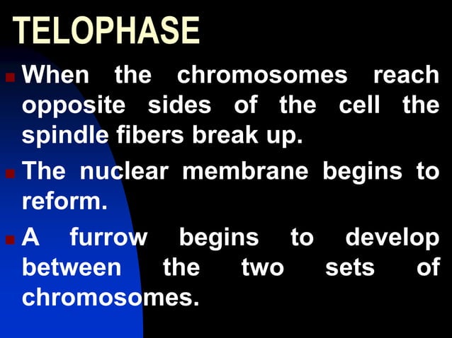3-Cell-Cycle-Mitosis-and-Meiosis.ppt
