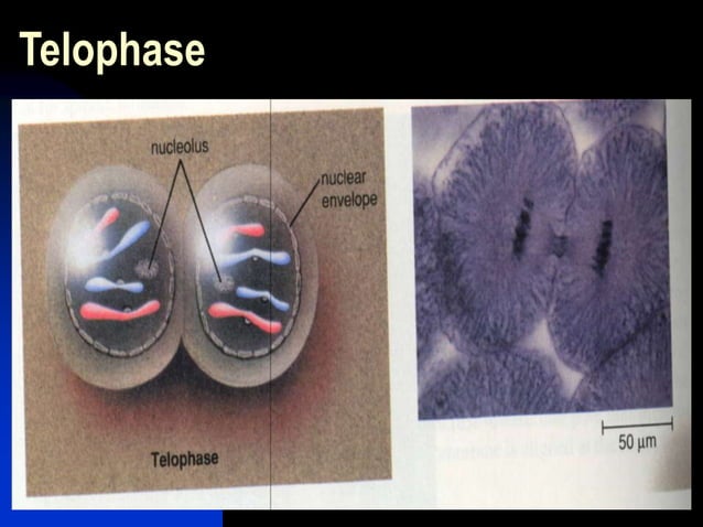 3-Cell-Cycle-Mitosis-and-Meiosis.ppt