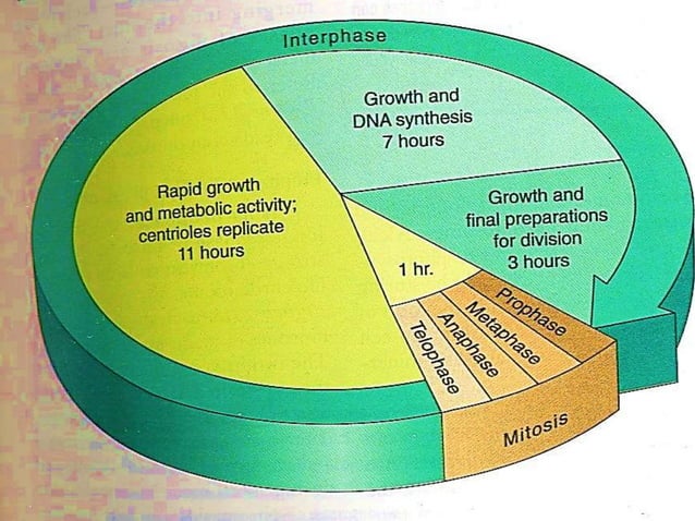 3-Cell-Cycle-Mitosis-and-Meiosis.ppt