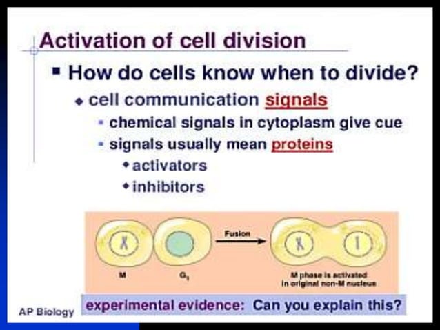 3-Cell-Cycle-Mitosis-and-Meiosis.ppt