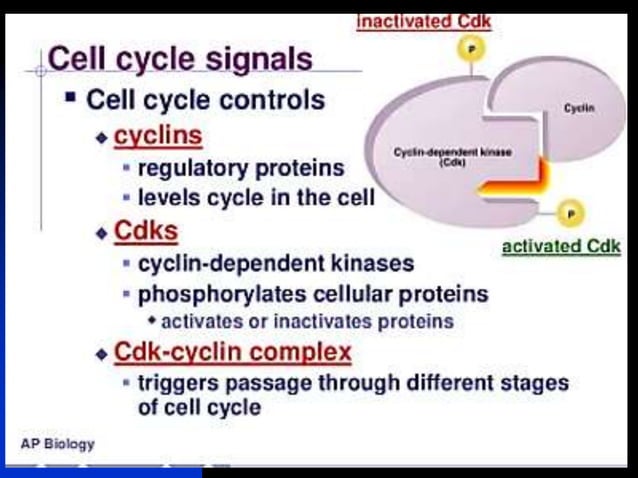 3-Cell-Cycle-Mitosis-and-Meiosis.ppt