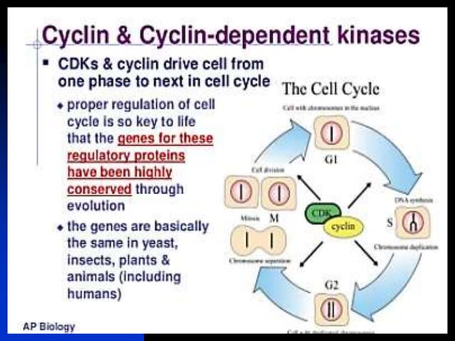 3-Cell-Cycle-Mitosis-and-Meiosis.ppt