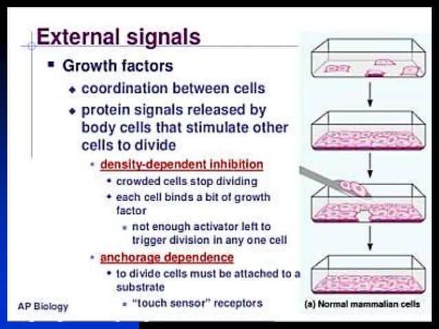 3-Cell-Cycle-Mitosis-and-Meiosis.ppt
