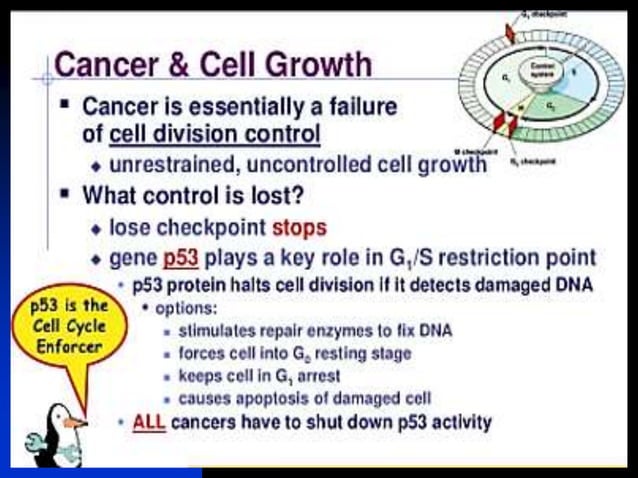 3-Cell-Cycle-Mitosis-and-Meiosis.ppt