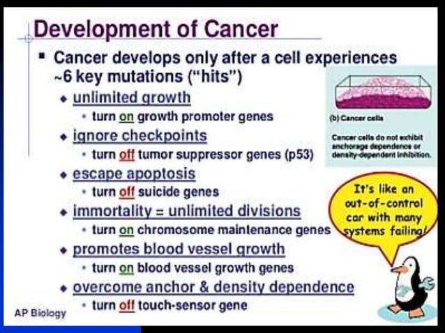 3-Cell-Cycle-Mitosis-and-Meiosis.ppt