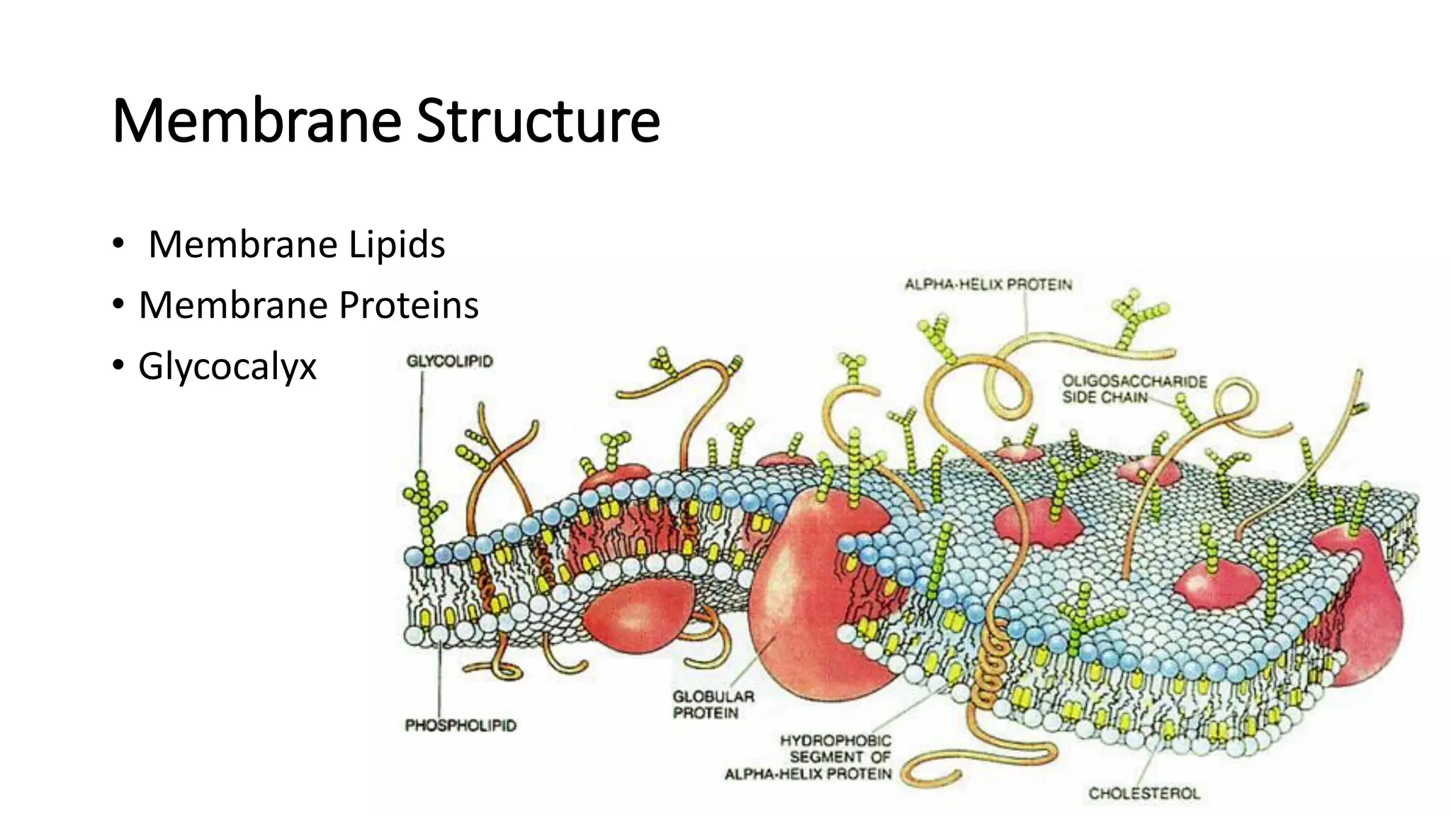 3-Cell-Membrane-Structure-and-Function.pdf