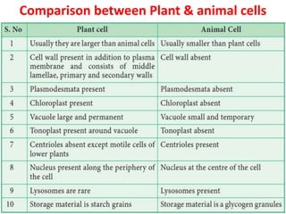 3- Cell Biology, Eukaryotic cells 1.pptx
