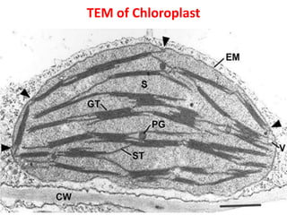 3- Cell Biology, Eukaryotic cells 1.pptx