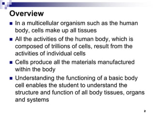 3 cells | PPTX | Biological Sciences | Science