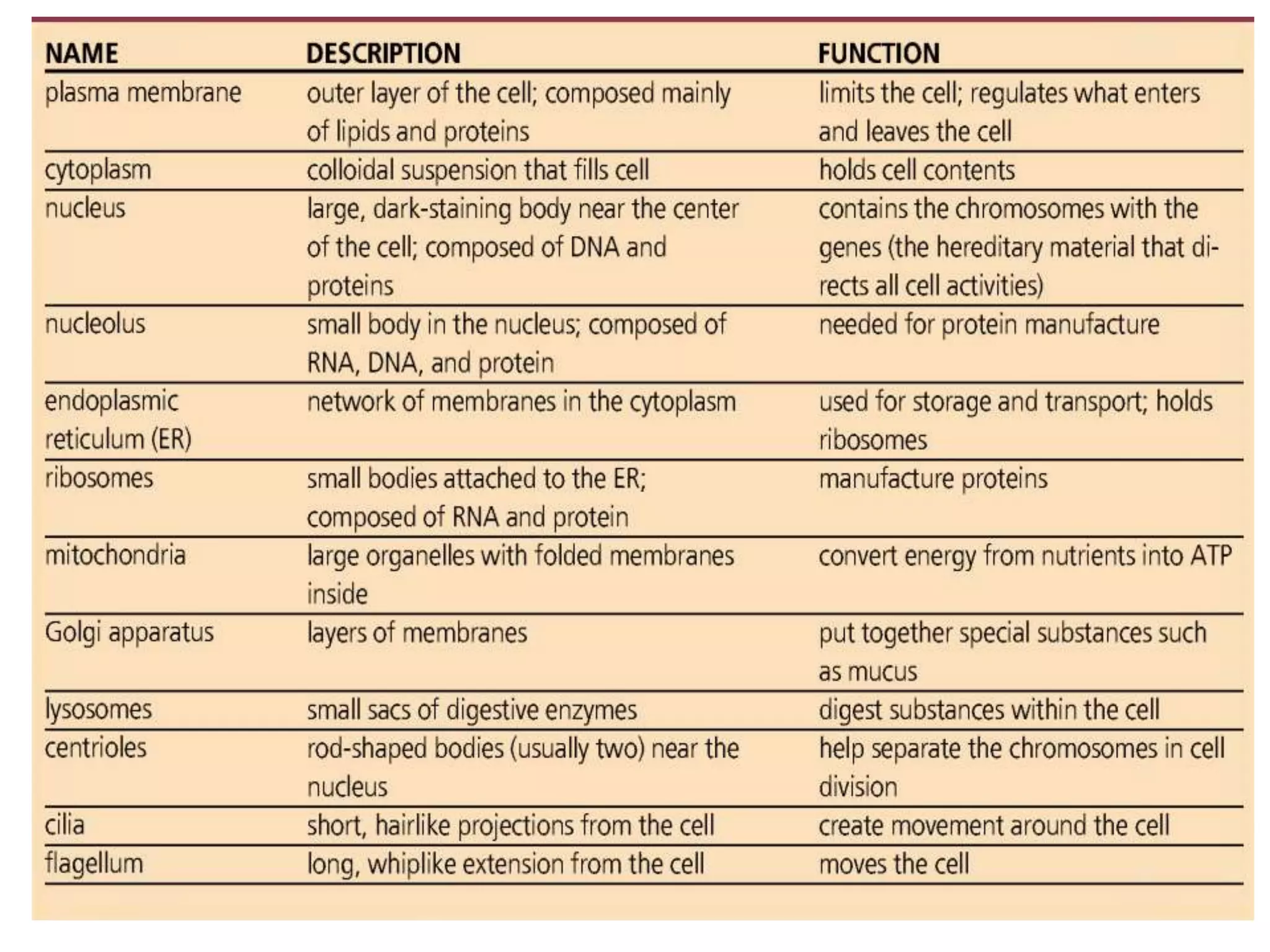 3 cells, tissues, and organs | PPTX