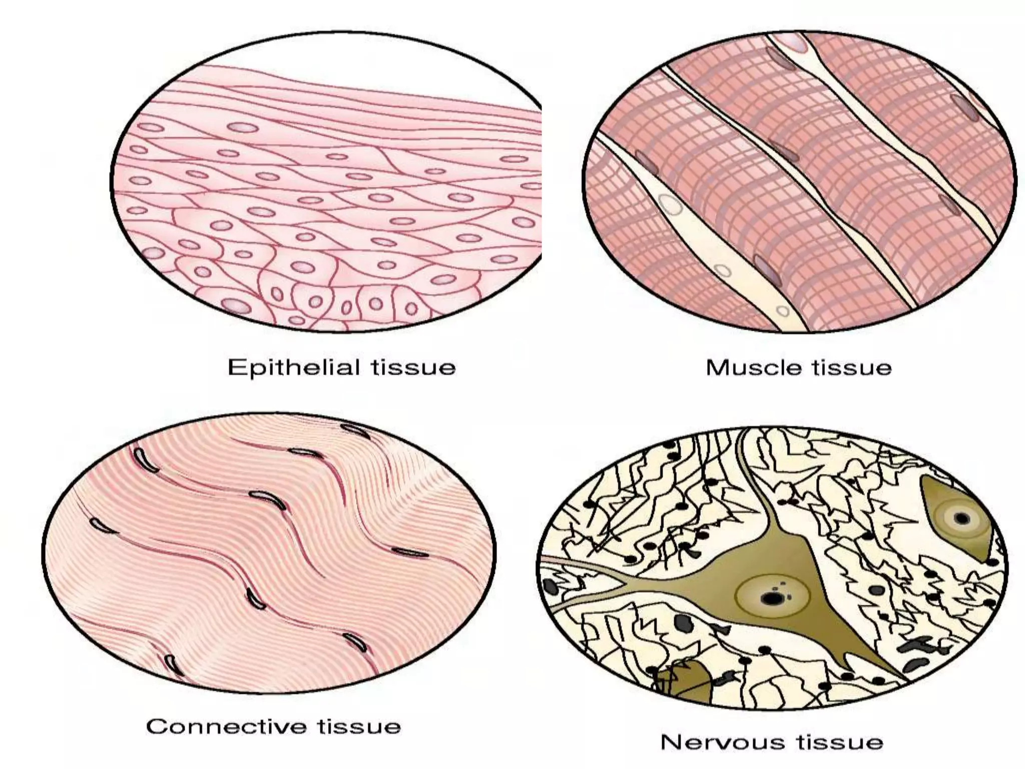 3 cells, tissues, and organs | PPTX