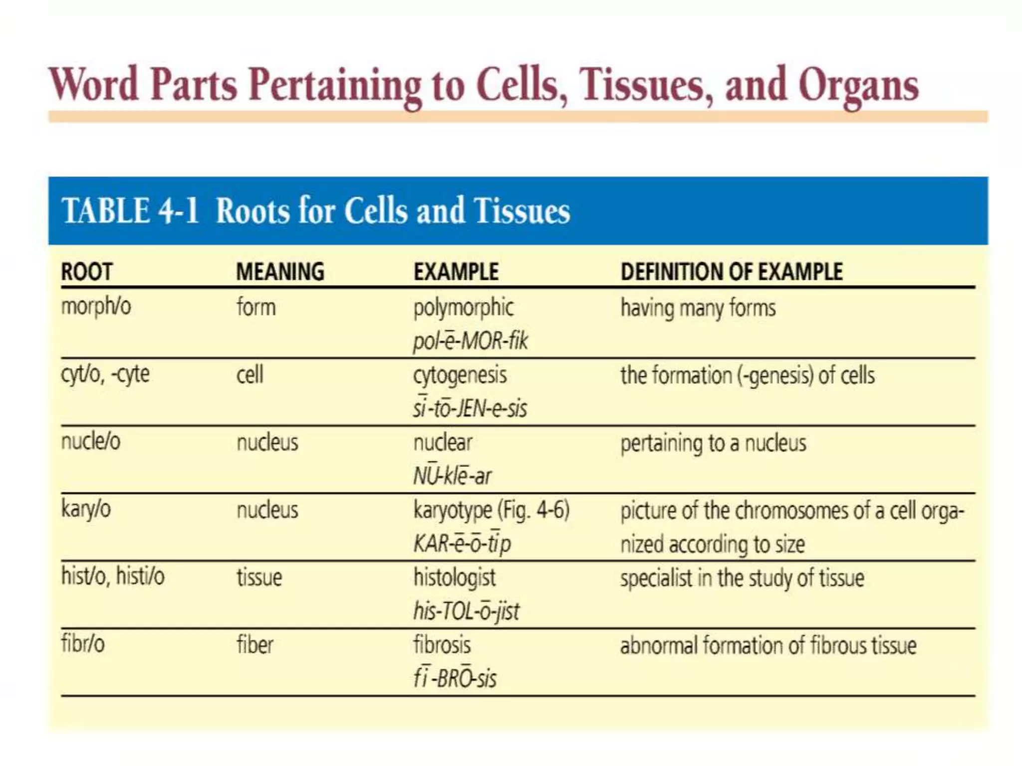 3 cells, tissues, and organs | PPTX