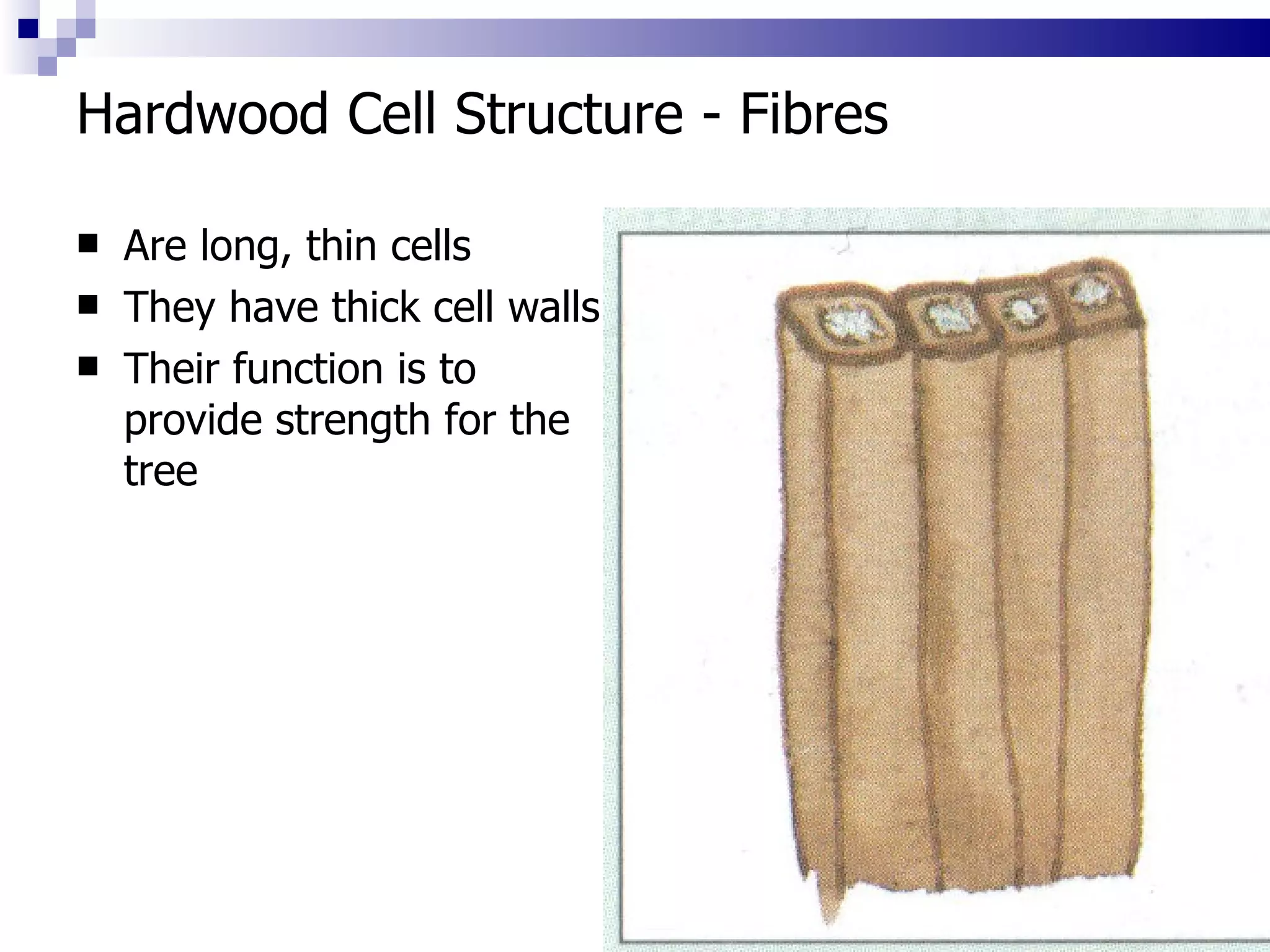 3. cell structure | PPT