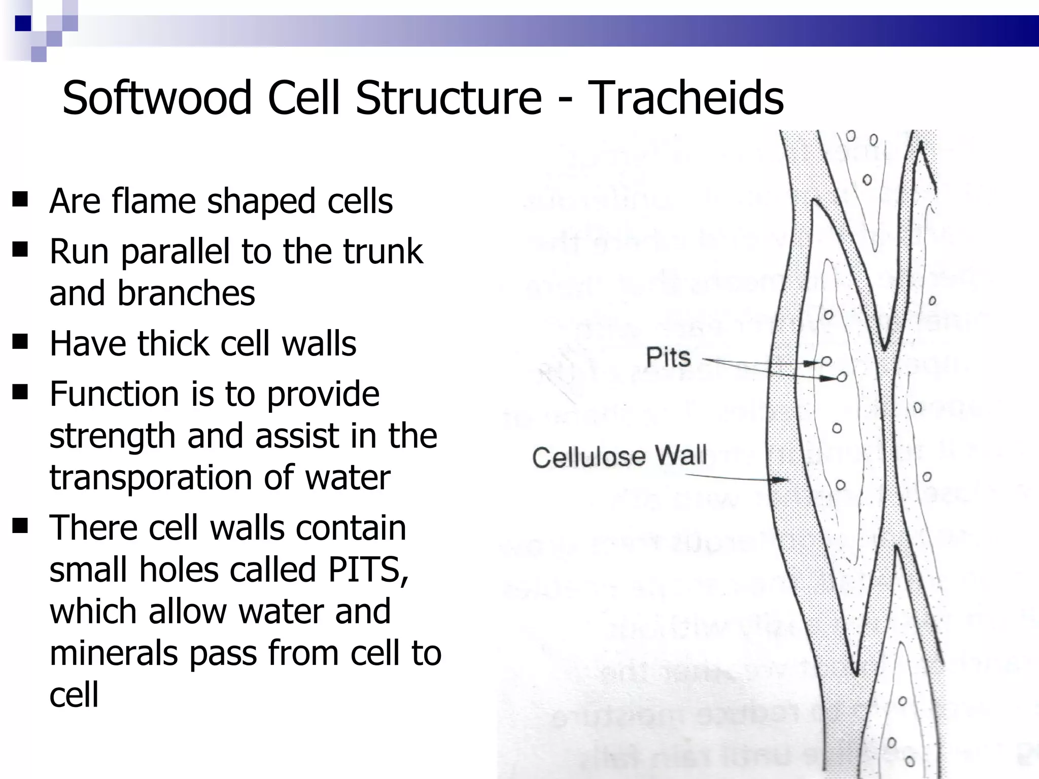 3. cell structure | PPT