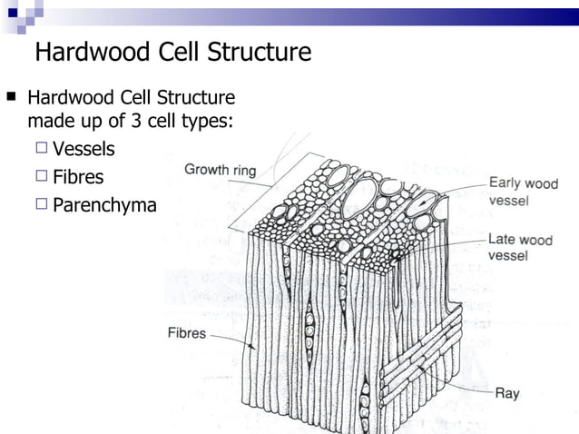 3. cell structure | PPT | Woodworking | Arts and Crafts