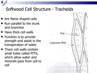 3. cell structure | PPT