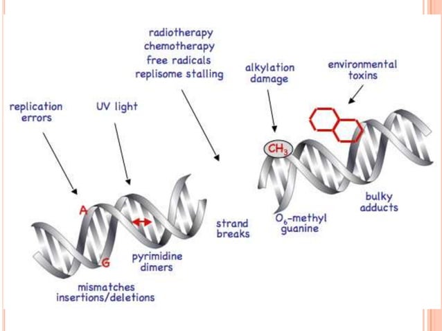3. Cellular Aberration | PPTX
