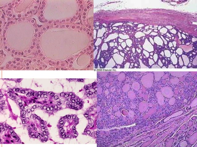 3. Cellular Aberration | PPTX