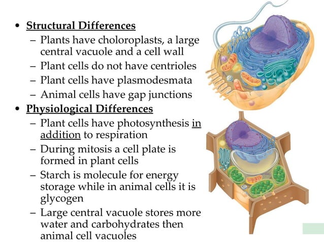 3. cellular basis of life | PPT