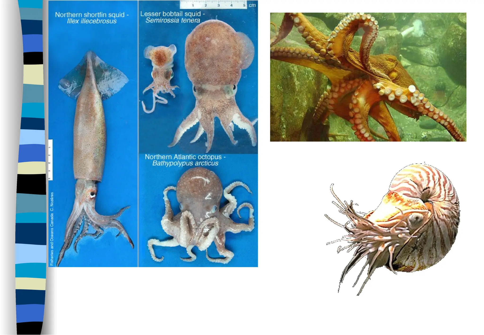 Cephalopoda beserta anatomi tubuhnya .ppt