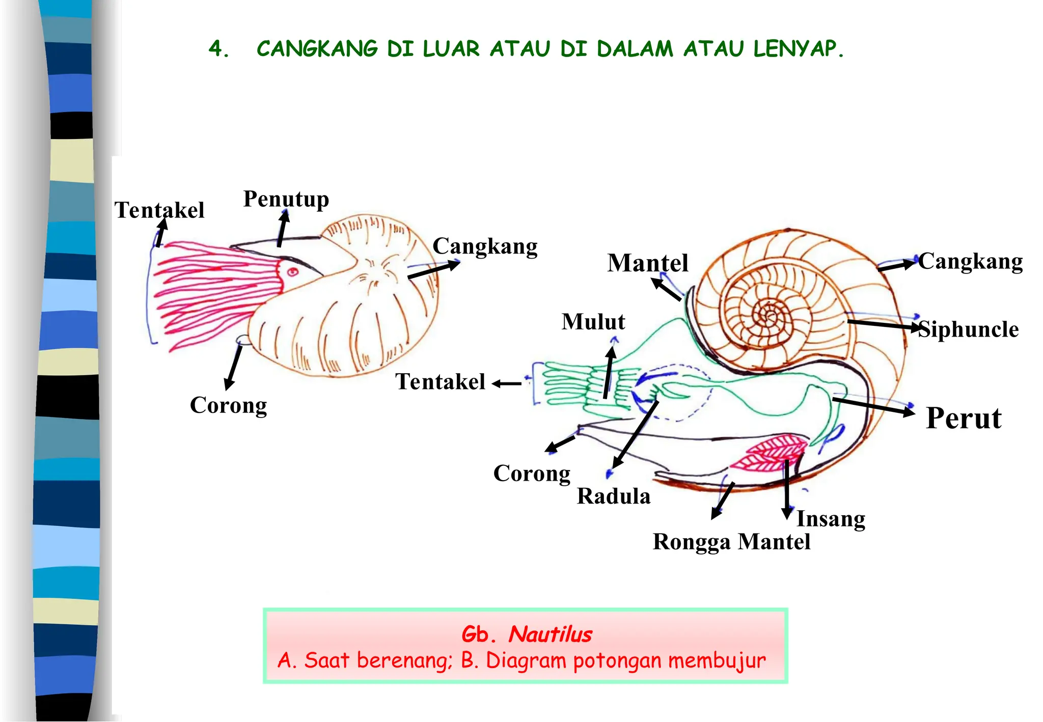 Cephalopoda beserta anatomi tubuhnya .ppt