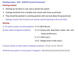3 chapter moriculture | PPTX