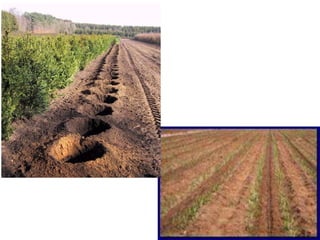 3 chapter moriculture | PPTX