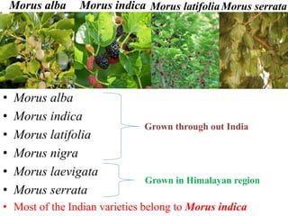 3 chapter moriculture | PPTX