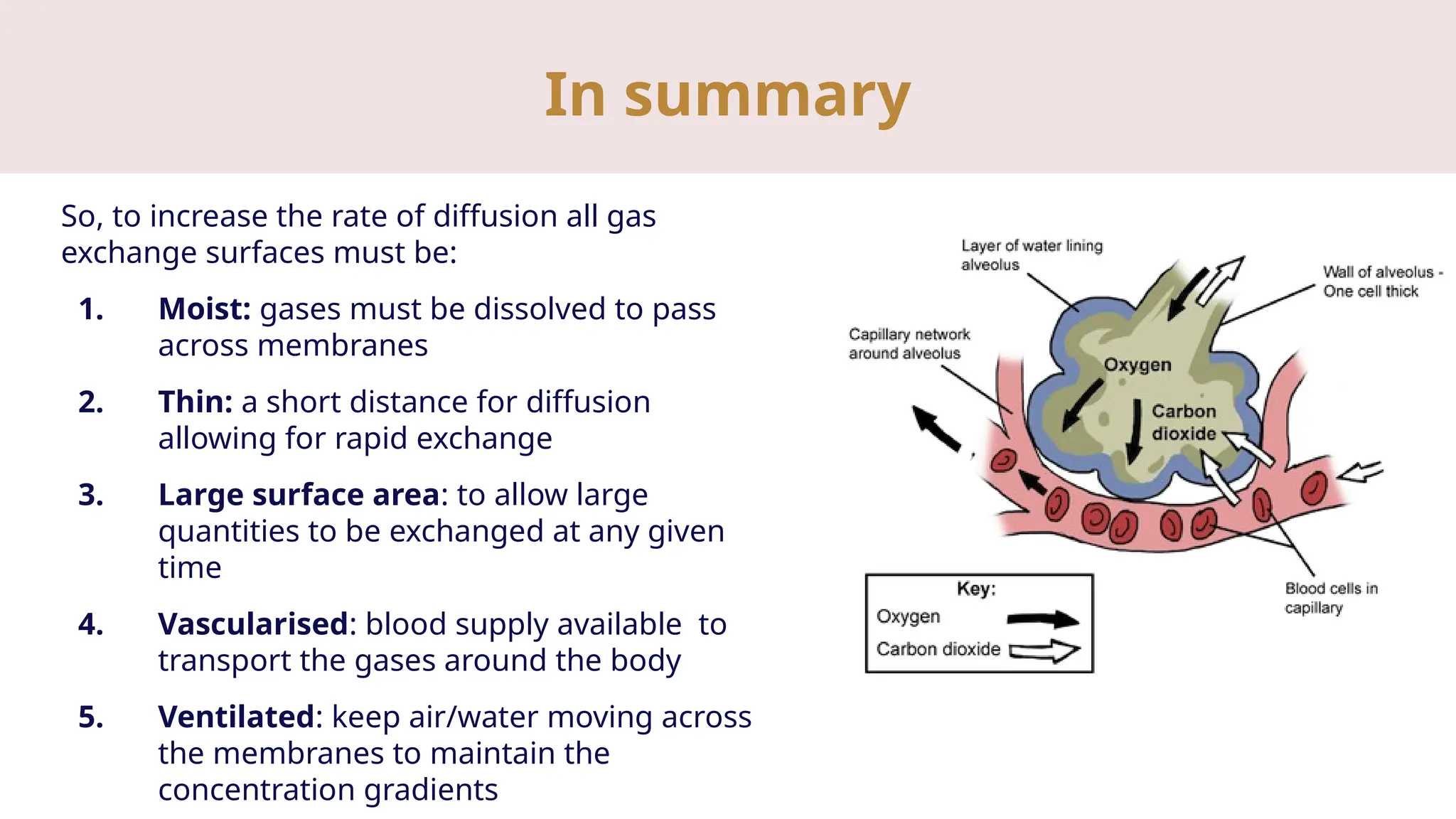 3 - Characteristics for Efficient Gas Exchange.pptx