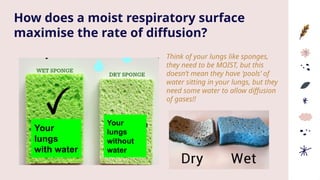 3 - Characteristics for Efficient Gas Exchange.pptx