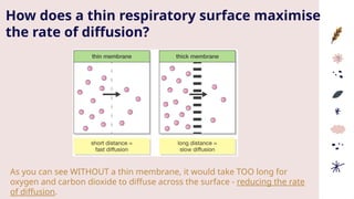 3 - Characteristics for Efficient Gas Exchange.pptx