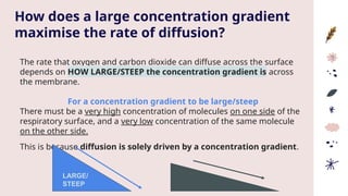 3 - Characteristics for Efficient Gas Exchange.pptx