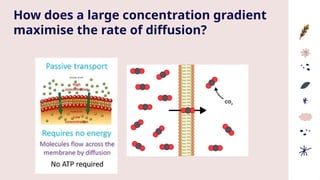 3 - Characteristics for Efficient Gas Exchange.pptx