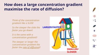 3 - Characteristics for Efficient Gas Exchange.pptx