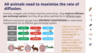 3 - Characteristics for Efficient Gas Exchange.pptx