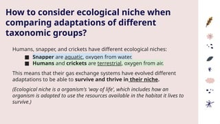 3 - Characteristics for Efficient Gas Exchange.pptx
