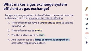 3 - Characteristics for Efficient Gas Exchange.pptx