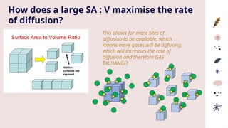 3 - Characteristics for Efficient Gas Exchange.pptx