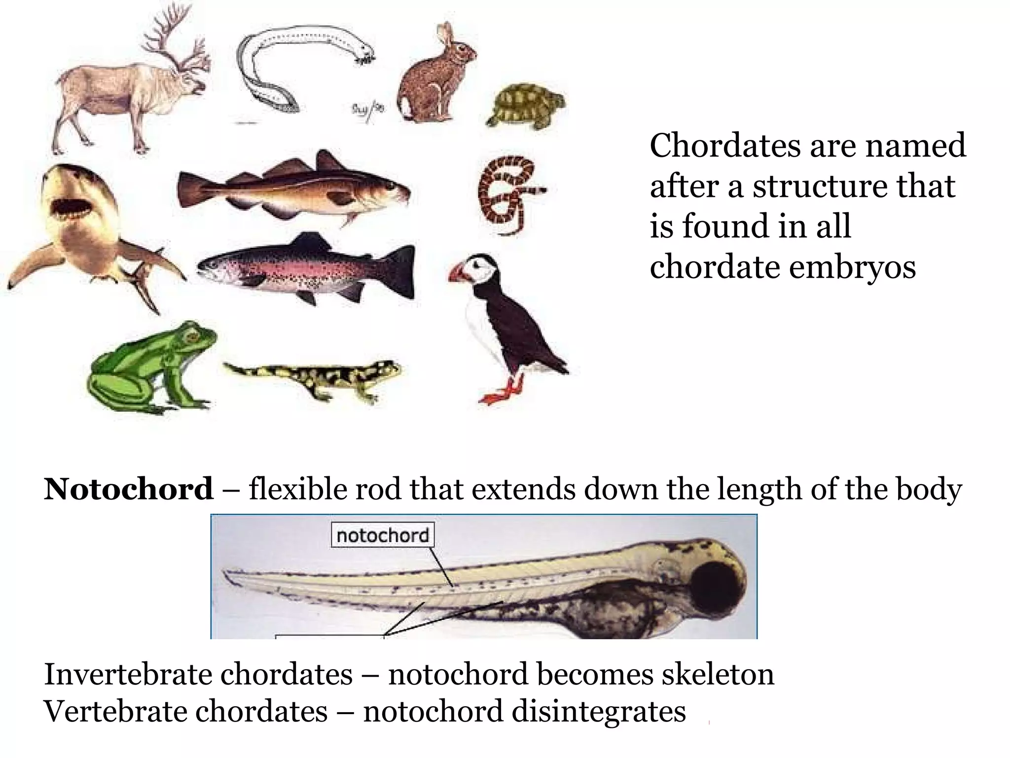Phylum Chordata - Class Pisces | PPT | Fish and Aquariums | Pets