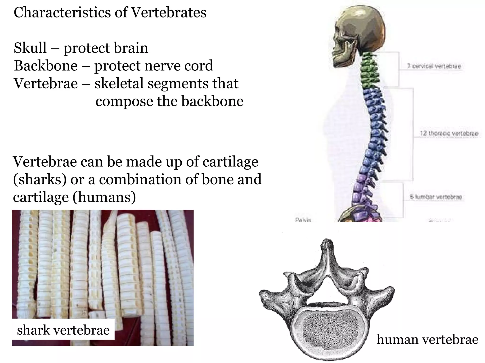 Phylum Chordata - Class Pisces | PPT | Fish and Aquariums | Pets