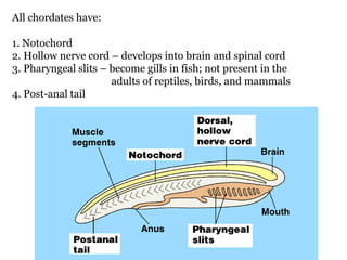Phylum Chordata - Class Pisces | PPT