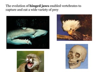 Phylum Chordata - Class Pisces | PPT | Fish and Aquariums | Pets